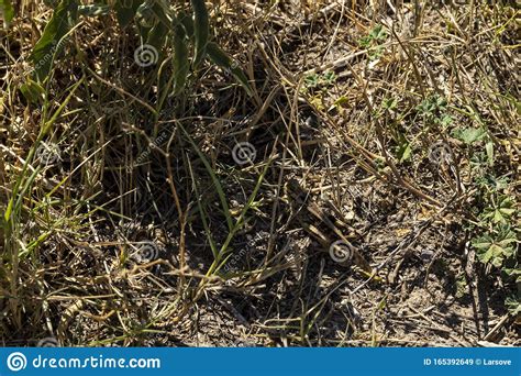 Grasshopper In The Field On The Grass Stock Image