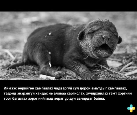 Гэрийн тэжээвэр Гэрийн тэжээвэр амьтны тухай хууль