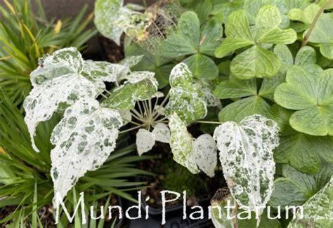 Dioscorea Gracillima Shirochiri Fu Mundi Plantarum