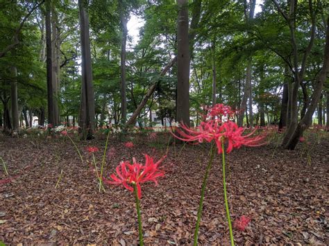 2023年9月25日 祖光院彼岸花情報 祖光院 千葉県松戸市彼岸花開花情報