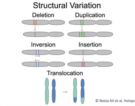 Lecture 2a Nucleic Acid Amplification And Mutation Detection Flashcards Quizlet