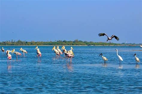 Pulicat Lake Nellore What To Expect Timings Tips Trip Ideas
