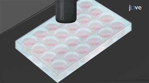 Video Time Lapse Imaging Of Transfected Primary Mouse Cerebral Cortex Cells Experiment
