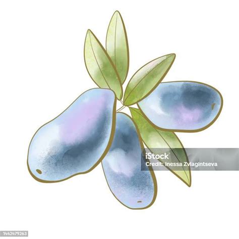 컬러 일러스트레이션 식용 베리 허니 블루 컬러 녹색 잎 수채화 스타일 간단한 디자인 요소 인쇄 포장 아이콘 음식과 화장품 가막살나무에 대한 스톡 벡터 아트 및 기타 이미지