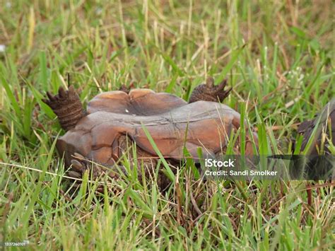 Gopher Tortoise Male On Its Back Showing A Concave Plastron In Order To Mount The Female When