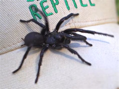 Monstrous Funnel Web Spider ‘herculese Breaks Record In Australia