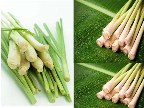 Lemongrass Bulb Packaging Size 10 Kg At ₹ 100kg In Nagpur Id