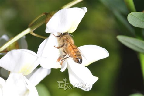 아카시아꽃에서 꿀을 모으는 꿀벌
