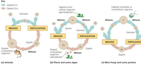 Ch 13 Meiosis Flashcards Quizlet