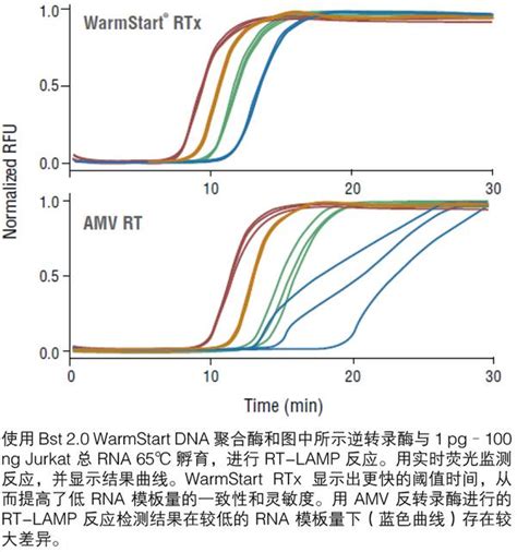 高品质链置换聚合酶 BstLAMP 试剂盒让等温扩增更稳定更快捷 知乎