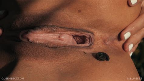 Queensnake Aka Queensect Millipede