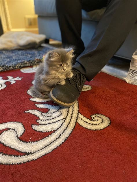 Aww My Skrunkly Cat R 196