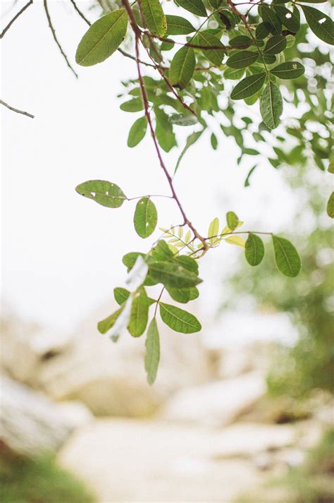 무료 이미지 나무 잎 분기 식물학 우디 식물 유기체 식물 줄기 햇빛 작은 가지 관엽 식물 꽃 피는 식물 모 링가 2848x4288 Alyrussi