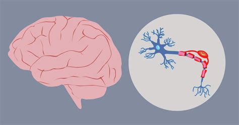 Living With Multiple Sclerosis Coping And Thriving