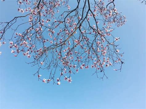 Elasticsearch内核解析 查询篇 知乎