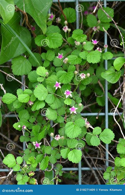 Native Raspberry Rubus Parvifolius Flowers Rosaceae Deciduous