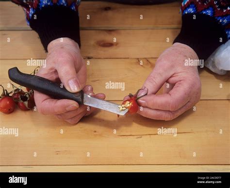 Collecting Rose Seeds Gardener Using A Knife To Extract Seeds From A Rosehip Rosa Sp Stock