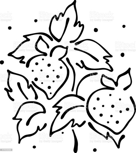 벡터 과일 그림입니다 딸기 잎 흰색 배경에 고립 된 장식 요소 손으로 그린된 등고선과 선 낙서 스타일 그래픽 벡터 일러스트 레이 션 0명에 대한 스톡 벡터 아트 및 기타