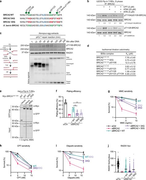 Atm And Atr Stimulate Brca2 Pp2a B56 Complex Formation A Schematic Of