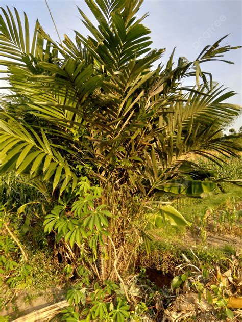 Salak Tree