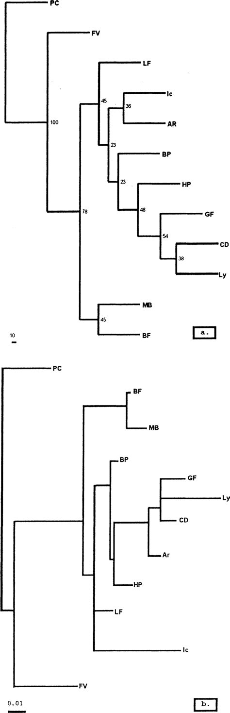 Cluster Analysis A Consensus Dendrogram Using Bootstrapping On Download Scientific Diagram