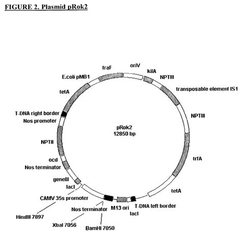 Whether Arabidopsis Thaliana T DNA Insertion Mutants Are Inserted By