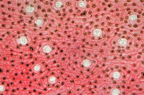 Scots Pine Pinus Sylvestris Stem Stock Image C024 9241 Science Photo Library