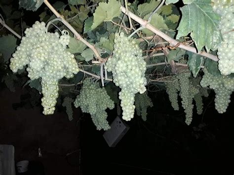 მეურნე მევენახეობა მეღვინეობა იყიდება ვაზის ნერგები სხვადასხვა ჯიშები უწიპწო ჩინური