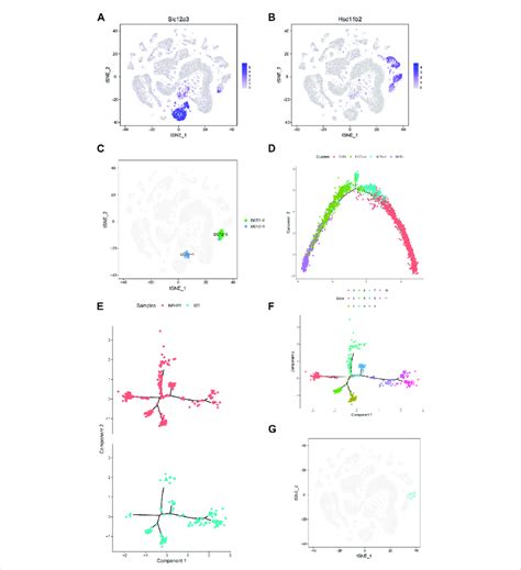 Identification Of Nphp1 Renal Cyst Cells Ab The T Sne Projections