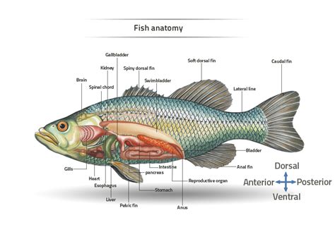 Fish Fins Structure Types Functions Biology Notes Online