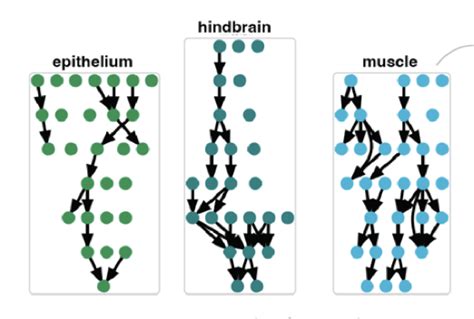 A Statistical Framework For Inferring Genetic Requirements From Embryo Scale Single Cell
