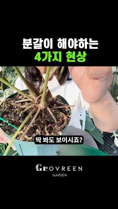 분갈이 시기를 알수 있는 4가지 현상 Shortrs 쇼츠 분갈이시기 식물잘키우는법 실내식물 Youtube