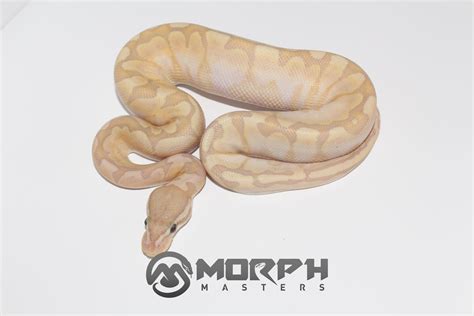 Banana Bamboo Ball Python By Morphmasters Morphmarket