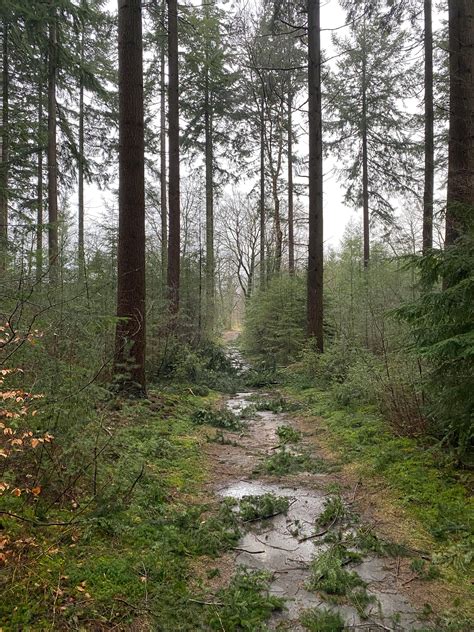 경치 고요한 고요함 광야 길 나무 나무가 우거진 길 나뭇잎 녹색 녹색 경로 녹색 숲 녹지 등산로 무성한 무성한 단풍 산길 산림 흔적 삼림