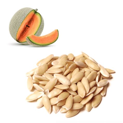 Melon Cantaloupe Seeds Exotic Fruits