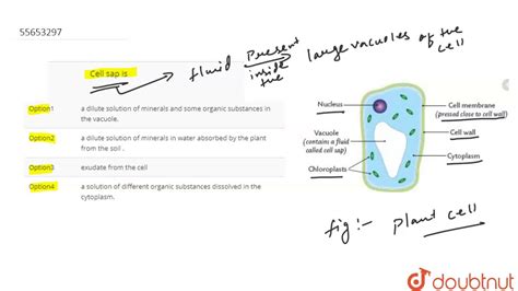 Cell Sap Biology Simple