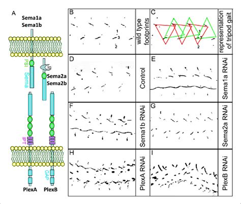 Targeted Knockdown Of Plexin Semaphorin Signaling In Motoneurons Download Scientific Diagram
