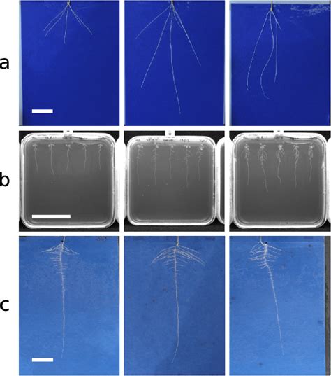 Example Images From Each Of The Three Datasets Used During This Work Download Scientific