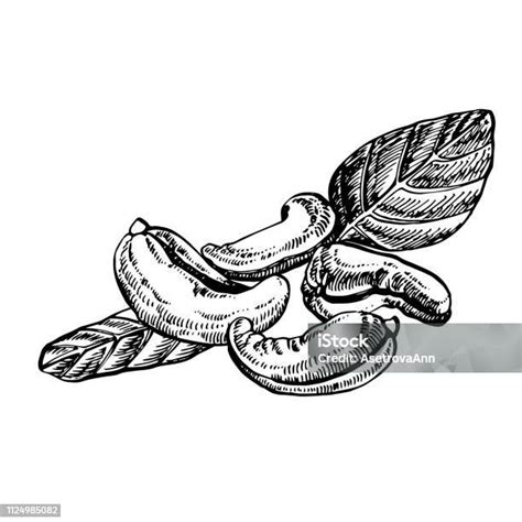 캐슈 너트 일러스트 스케치합니다 손으로 그린 그림을 흰색 배경에 고립 된 벡터 견과류 껍질에 대한 스톡 벡터 아트 및 기타 이미지 견과류 껍질 날것 농업 Istock