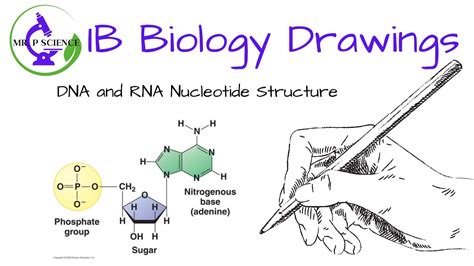 Structure Of Dna And Rna Nucleotides