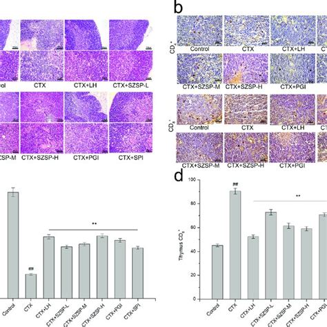 Thymus Histopathology Of Ctx Induced Immunosuppression Mice A Hande