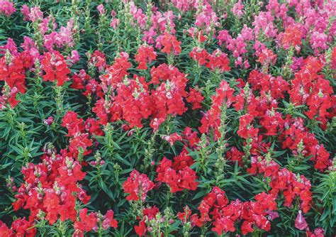 무료 이미지 정원 꽃 무늬의 녹색 화려한 플로라 공원 자연스러운 지독한 담홍색 잔디 꽃잎 아름다움 들 신선한 배경 원예 아름다운 식물학