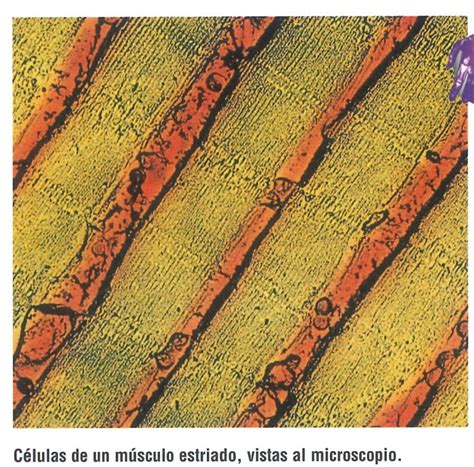 Preguntas Y Ejercicios Elbibliote Com