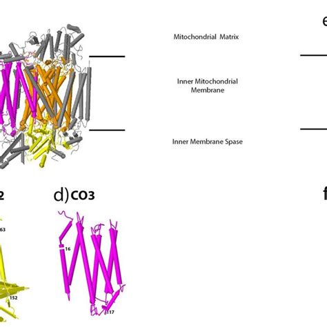 Positive Selected Sites In Cytochrome C Oxidase Complex Iv And Download Scientific Diagram