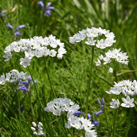 Buy Best Quality Allium Cowanii Flower Bulbs Online Organicbazar