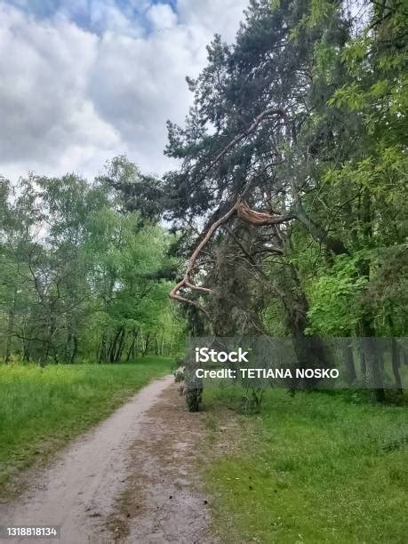 이 길은 녹색 단풍과 푸른 하늘을 배경으로 비가 내린 후 뇌우로 부서진 소나무 근처 숲을 지나갑니다 0명에 대한 스톡 사진 및