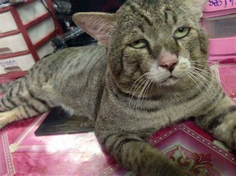 Catnip Overdose Rfunny