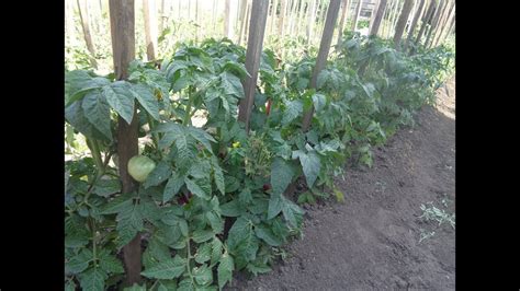 ПОДКОРМКА ТОМАТОВ В ОТКРЫТОМ ГРУНТЕ ГЛАВНОЕ ПРАВИЛЬНО ВЫБРАТЬ Ольга Чернова Youtube