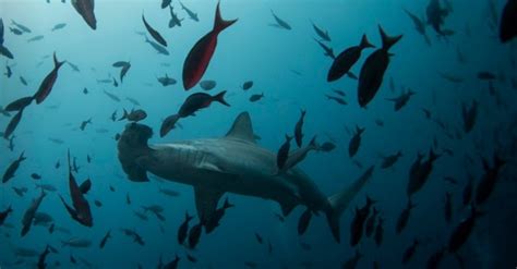 The Amount Of Oxygen In The Seawater Is Decreasing Significantly