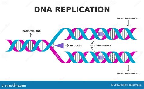 Dna Replication Biological Process Of Producing Two Identical Replicas